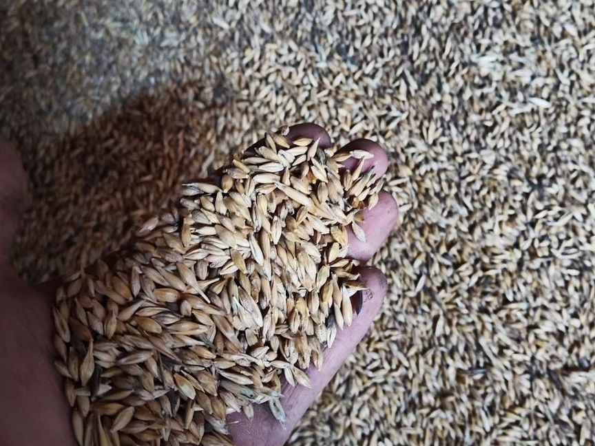 Продам овёс, ячмень,сено(эспарцет)