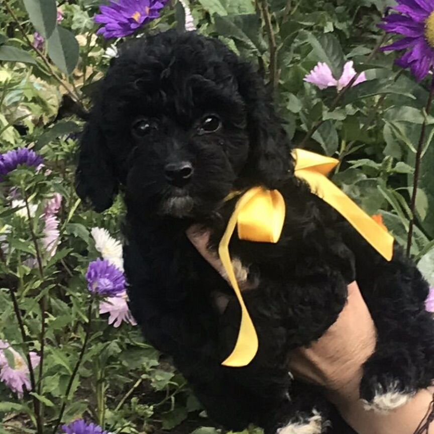 Той пудель + кокапу ф1