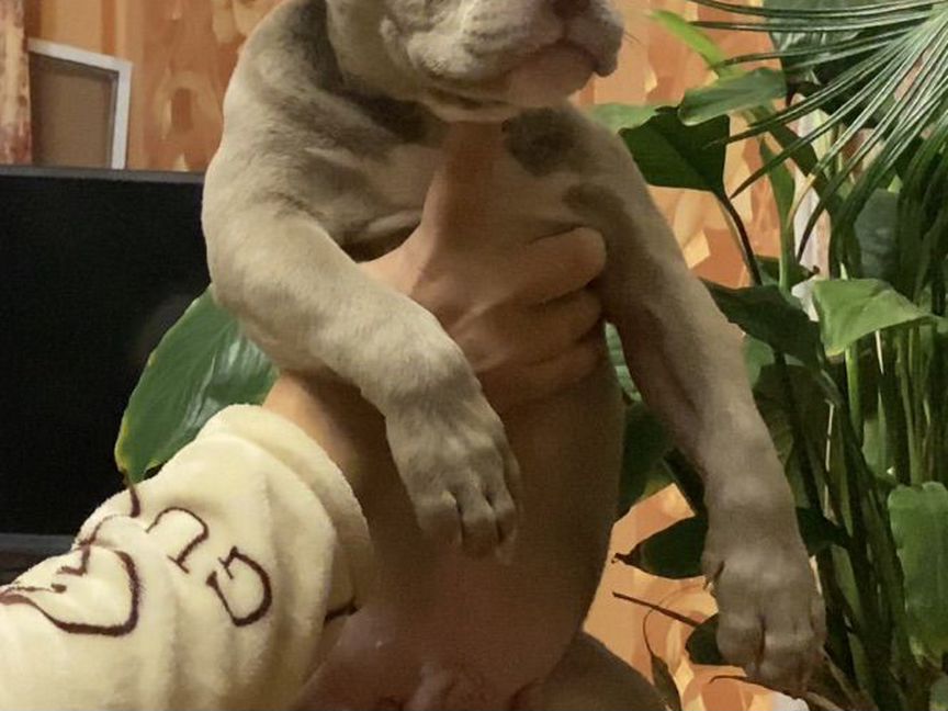 Американский булли