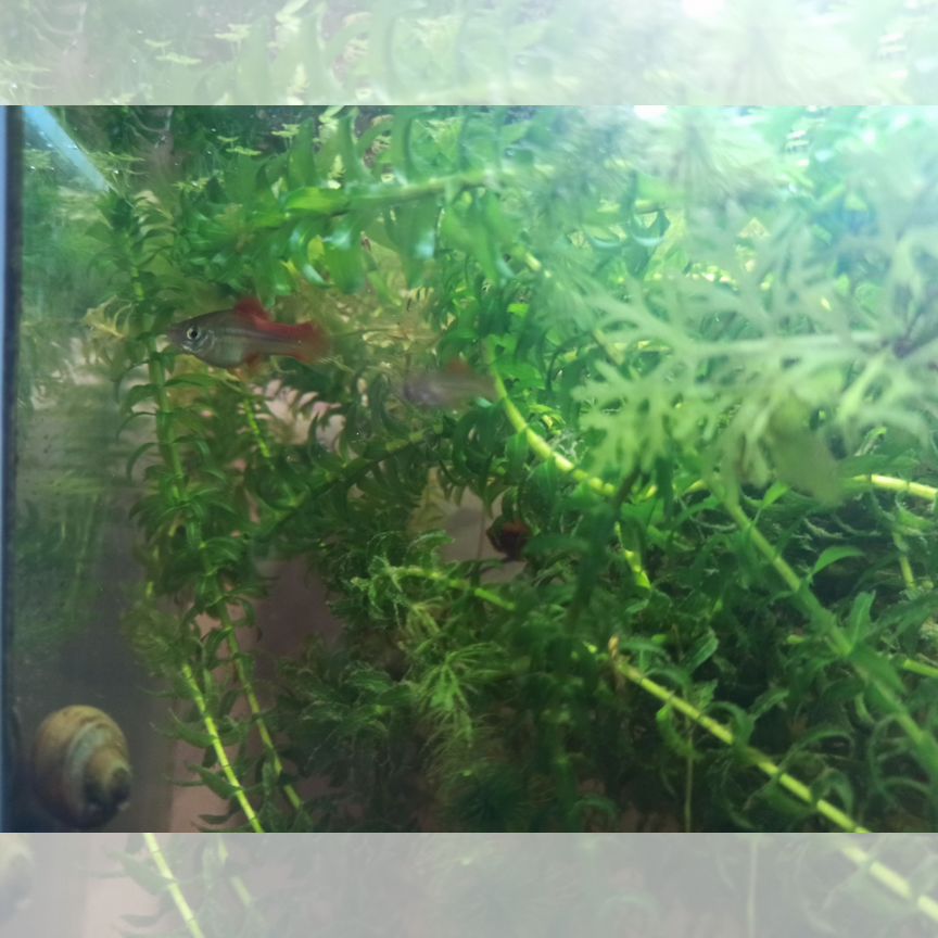 Мальки меченосцы