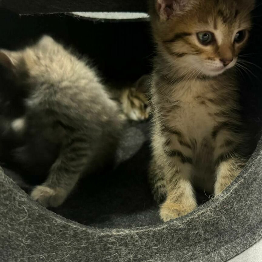 Отдам котенка в добрые руки