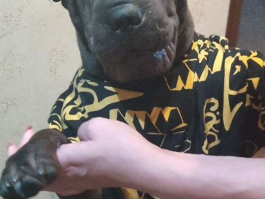 Шарпей вязка