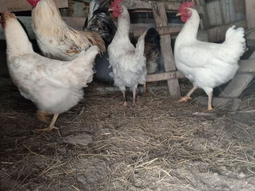 Куры молодки несушки доминант