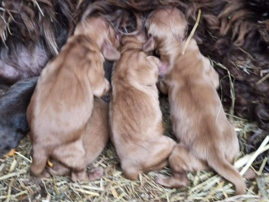 Щенки английского кокер спаниэля