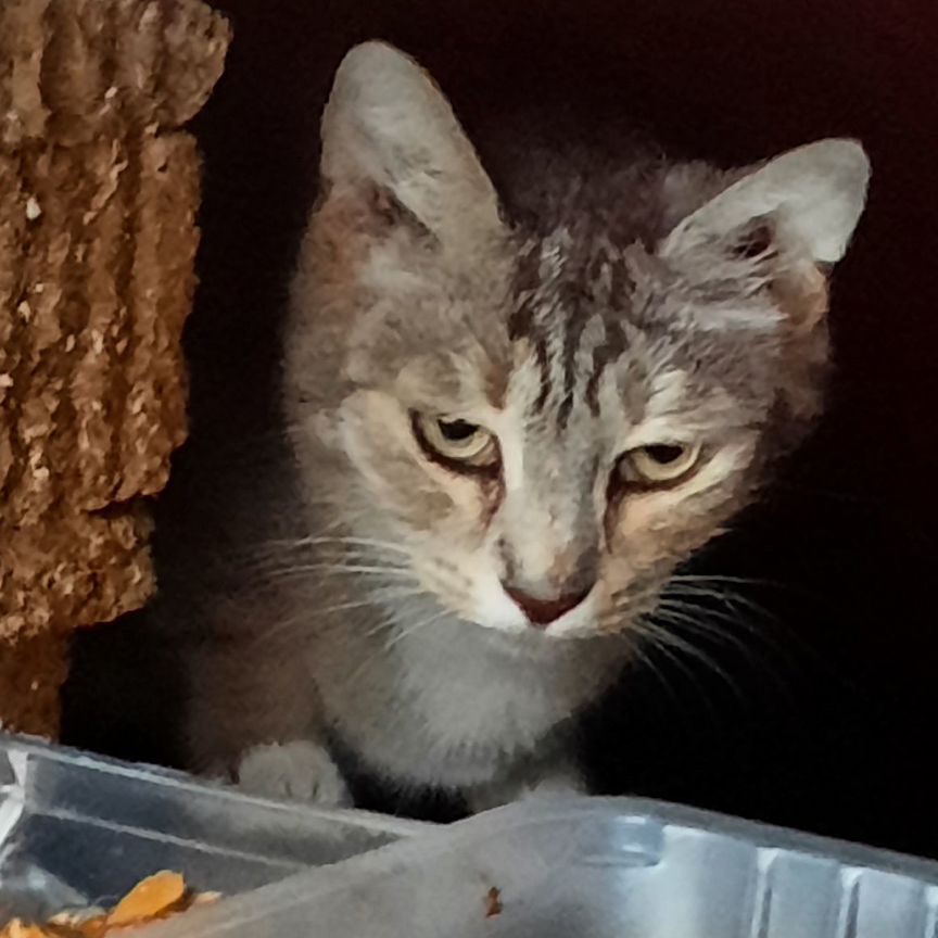 Котенку подростку нужен дом