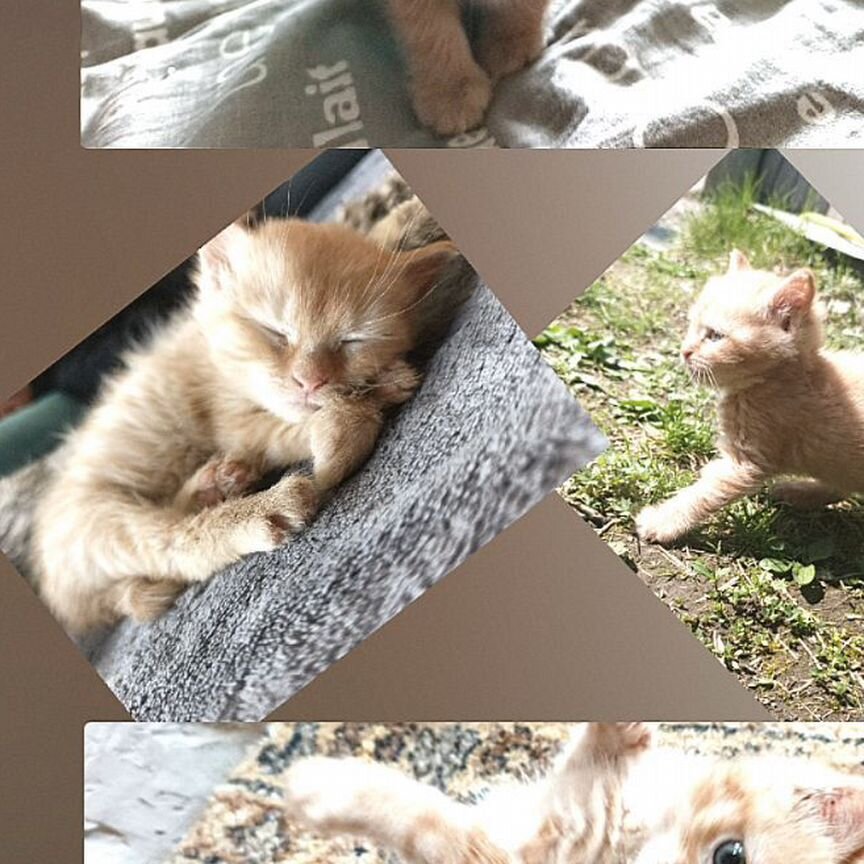 Котёнок в добрые руки