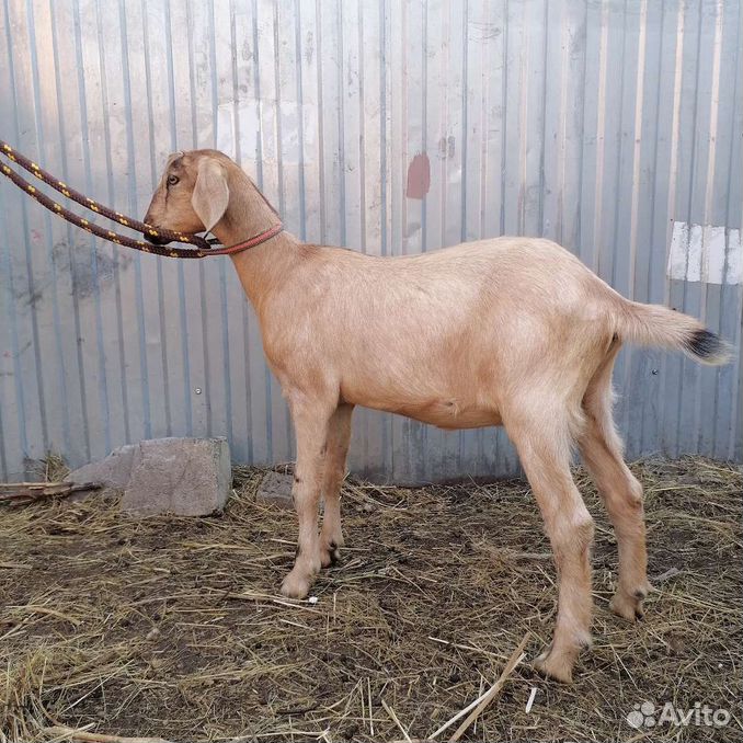 Альпо-нубийские козочки