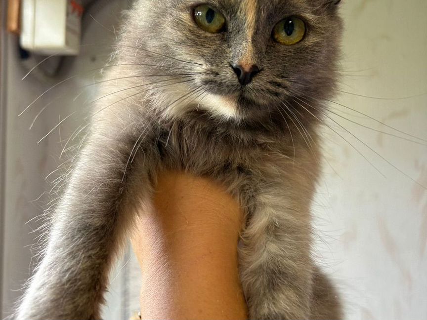 Небольшая ласковая кошечка