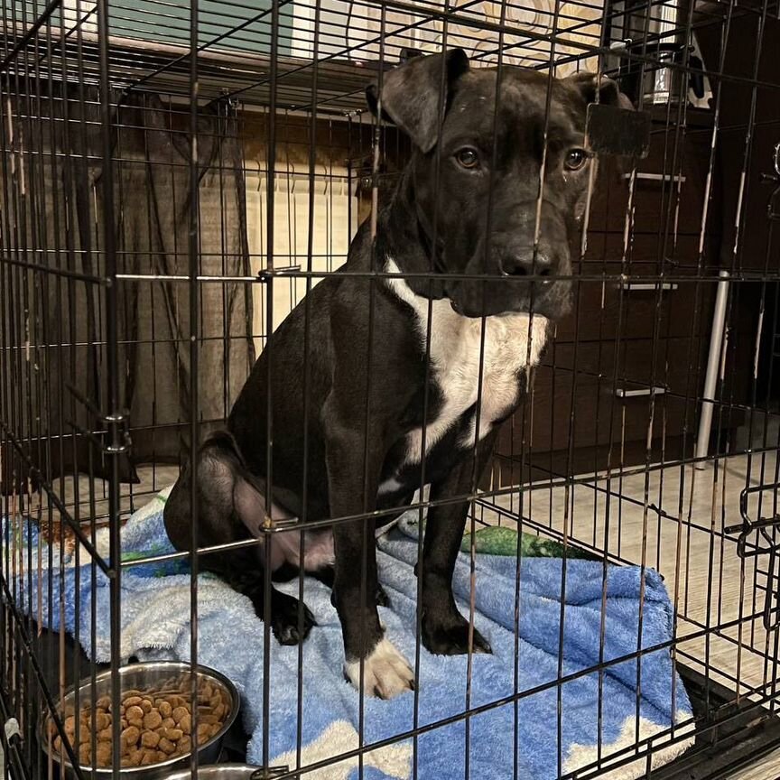 Стаффордширский бультерьер, взрослый пёс