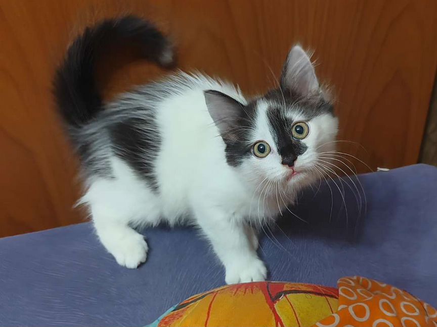 Сибирский котик