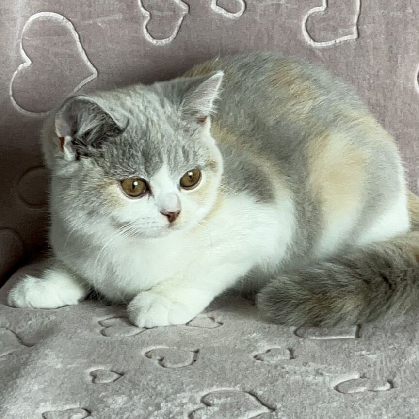 Британская черепашка биколор