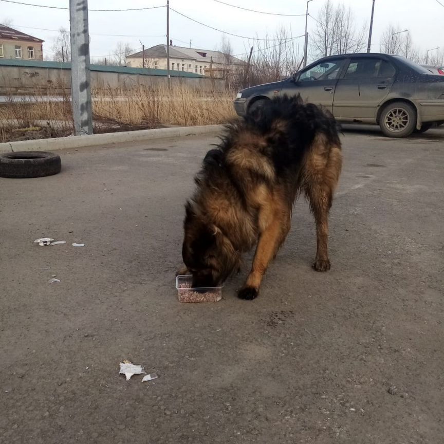 Найдена собака