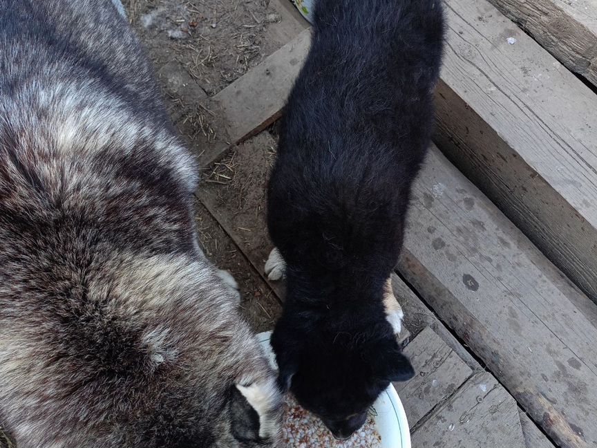 Отдам в добрые руки