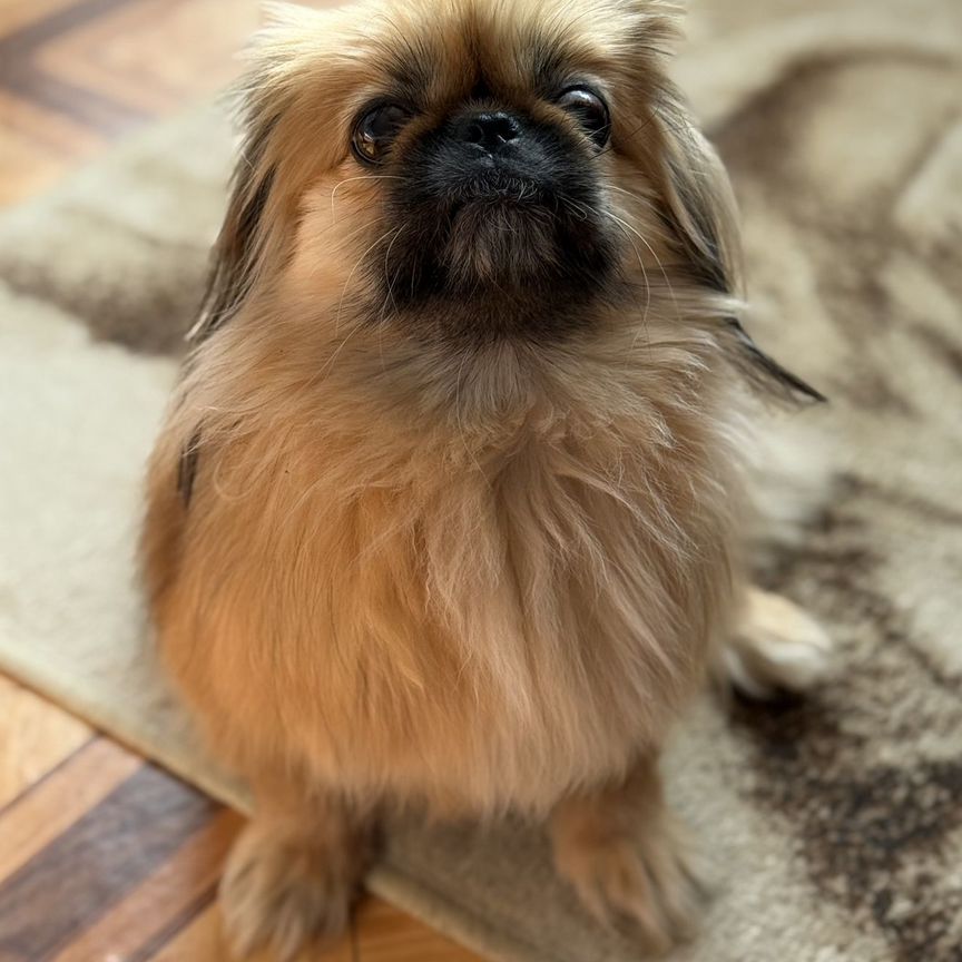 Пекинес, взрослая собака