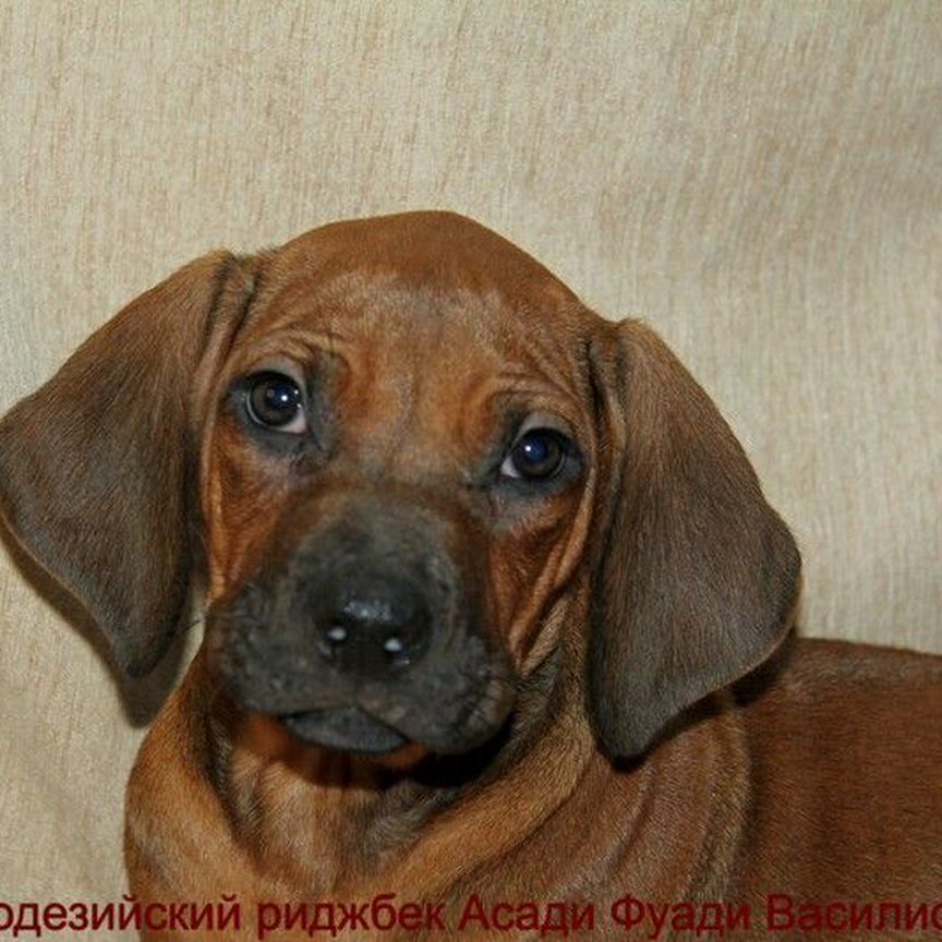 Девочка родезийский риджбек