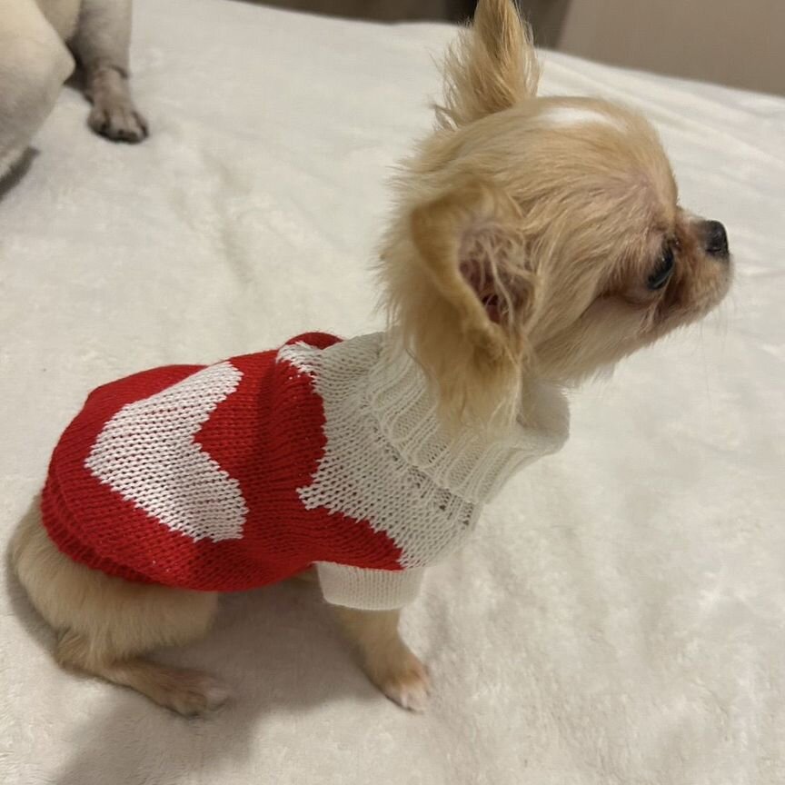 Свитер для слбаки или кошки