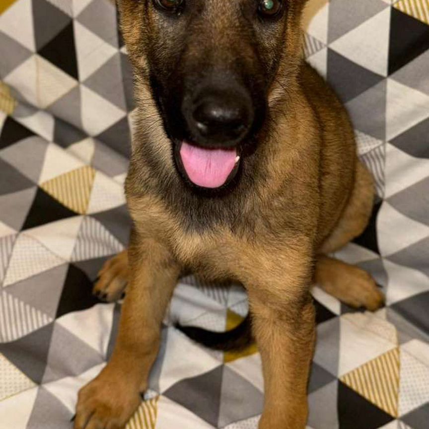 Спокойная, ласковая Шелби (4 мес.) в добрые руки