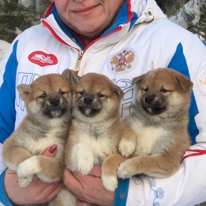 Щенки сиба ину