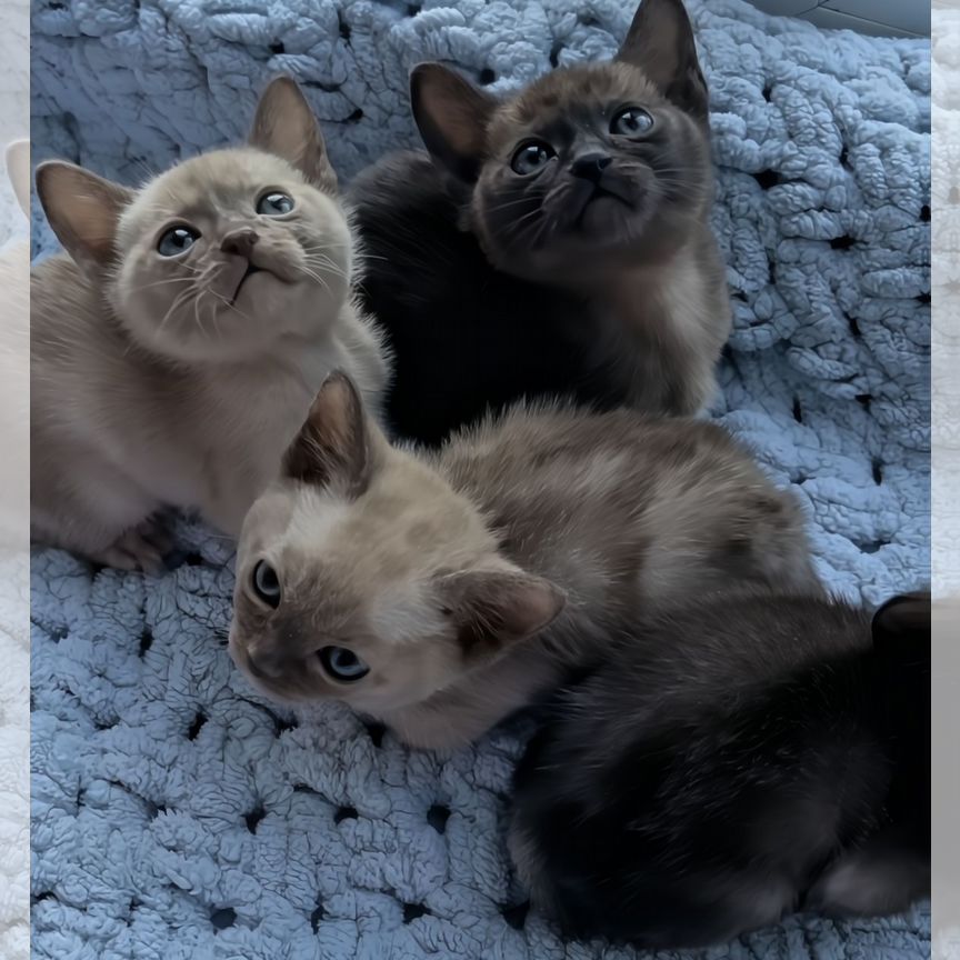 Европейский бурманский котёнок