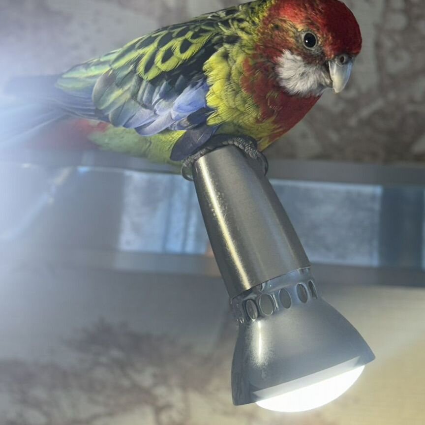 Розелла с домиком