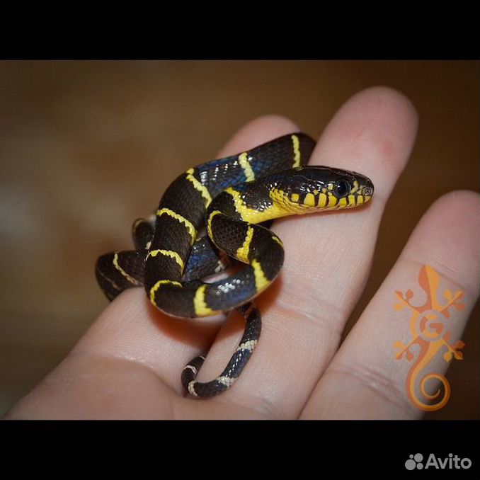 Различные виды Бойг (Boiga)