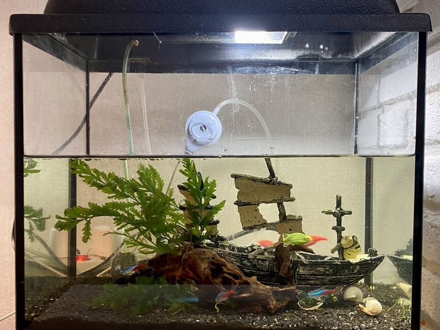 Аквариум с рыбками