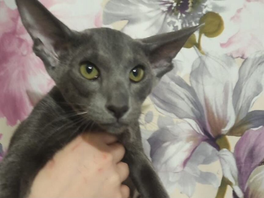 Голубой зеленоглазый котик