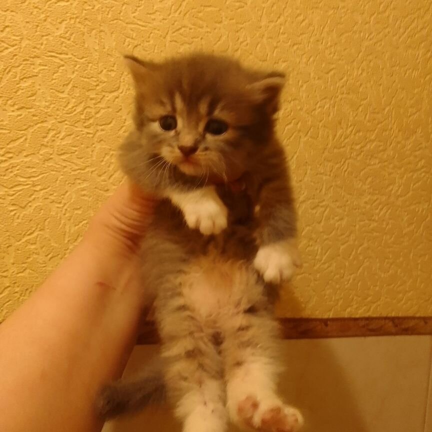 Шотландский вислоухий длинношёрстный котёнок