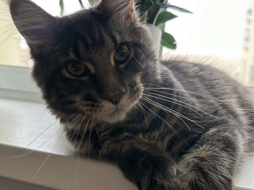 Кот мейн-кун