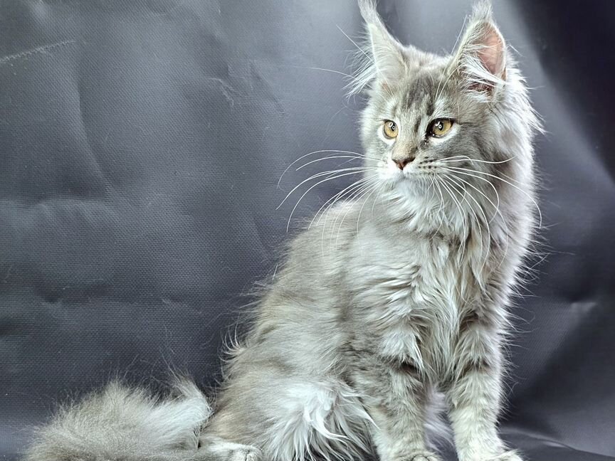 Котята мейн-кун