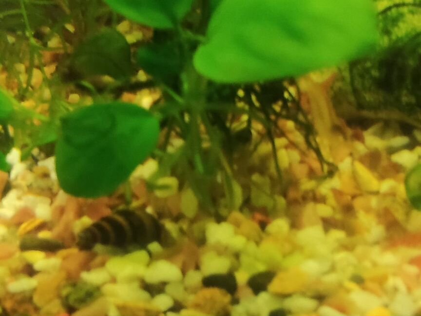 Креветки вишня