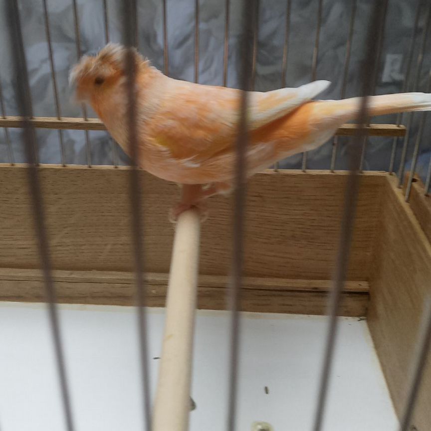 Кенара и канарейки