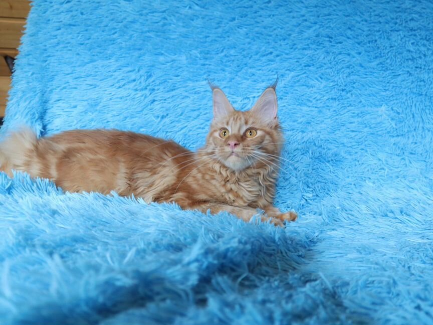 Девочка-подросток Мейн Кун с Новогодней скидкой