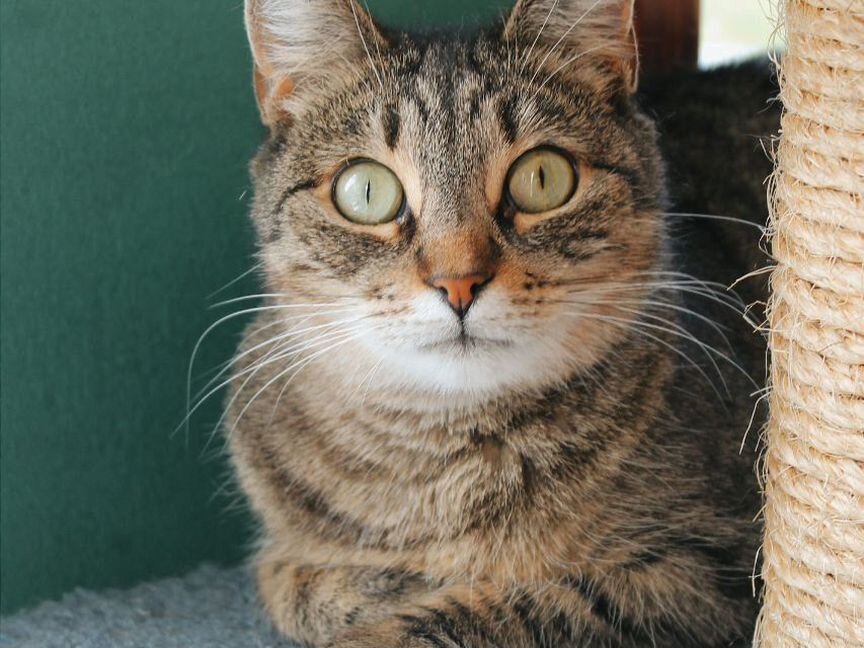 Кошка Лея (3 года) ищет дом
