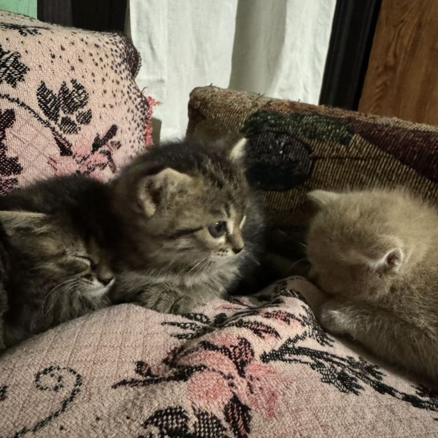 Котята