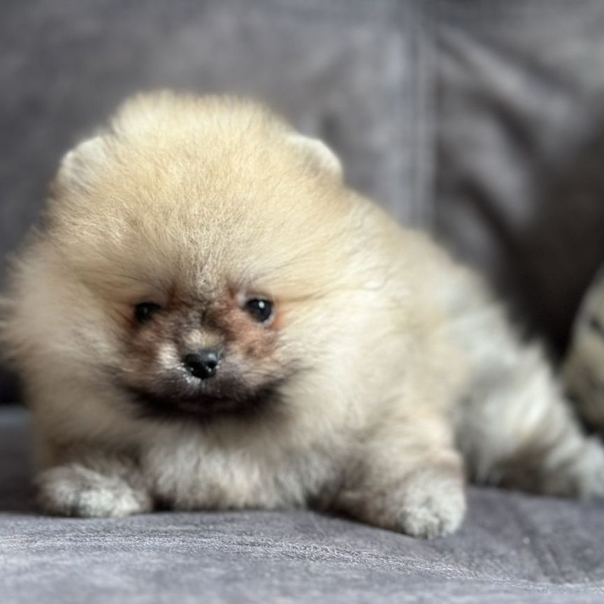 Померанский шпиц