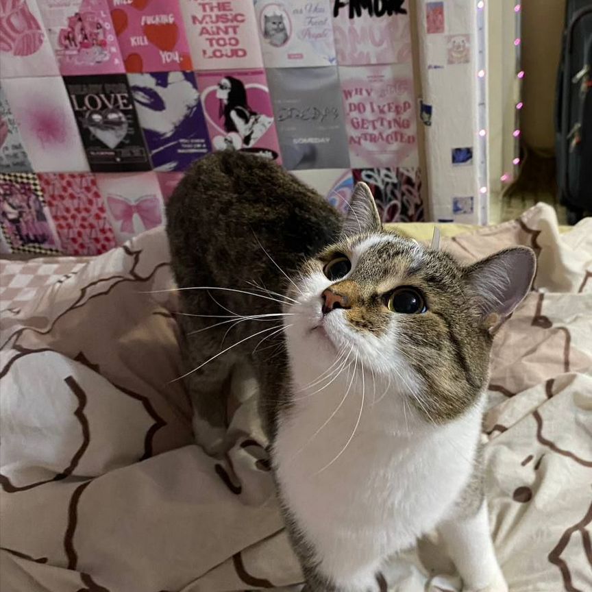 Отдам кота в добрые руки. беспородистый, игривый