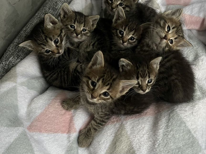 Котята,кошки мейн-кун