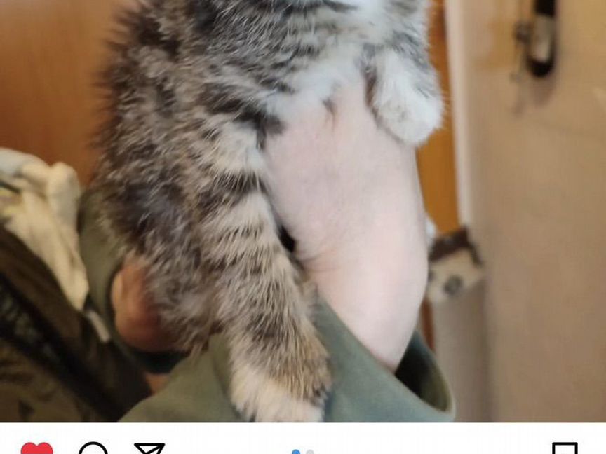 Кошка котик котенок в добрые заботливые руки