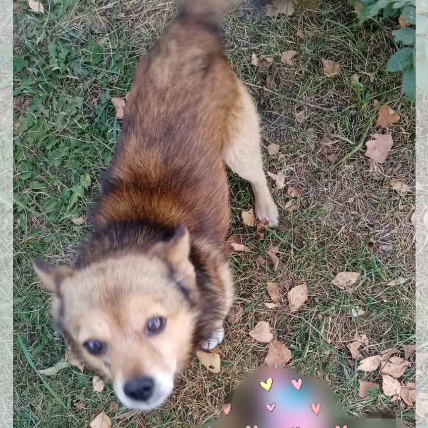 Маленькая собачка в добрые руки