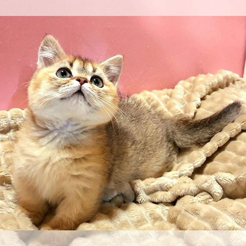 Манчкин котёнок