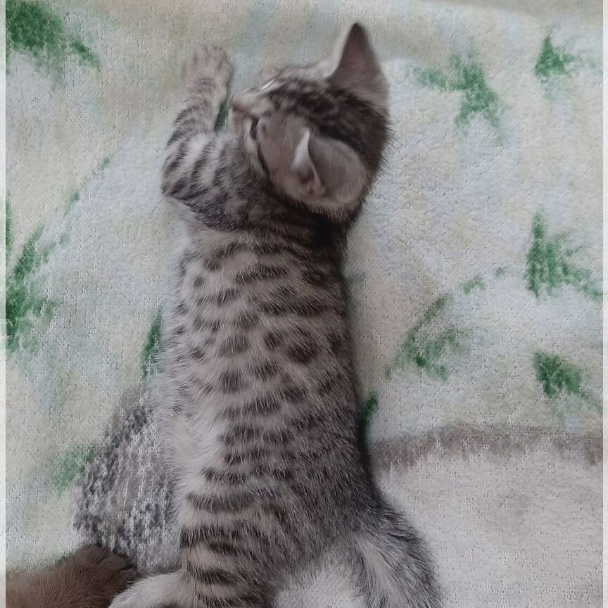 Котёнок в добрые руки