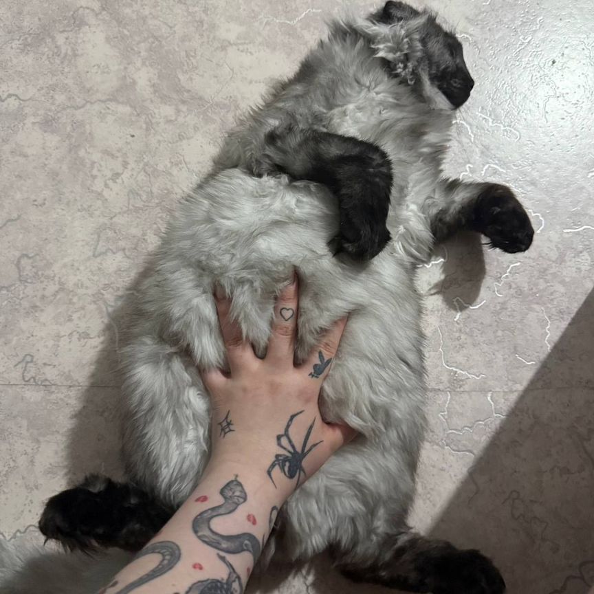 Кот шотландский вислоухий