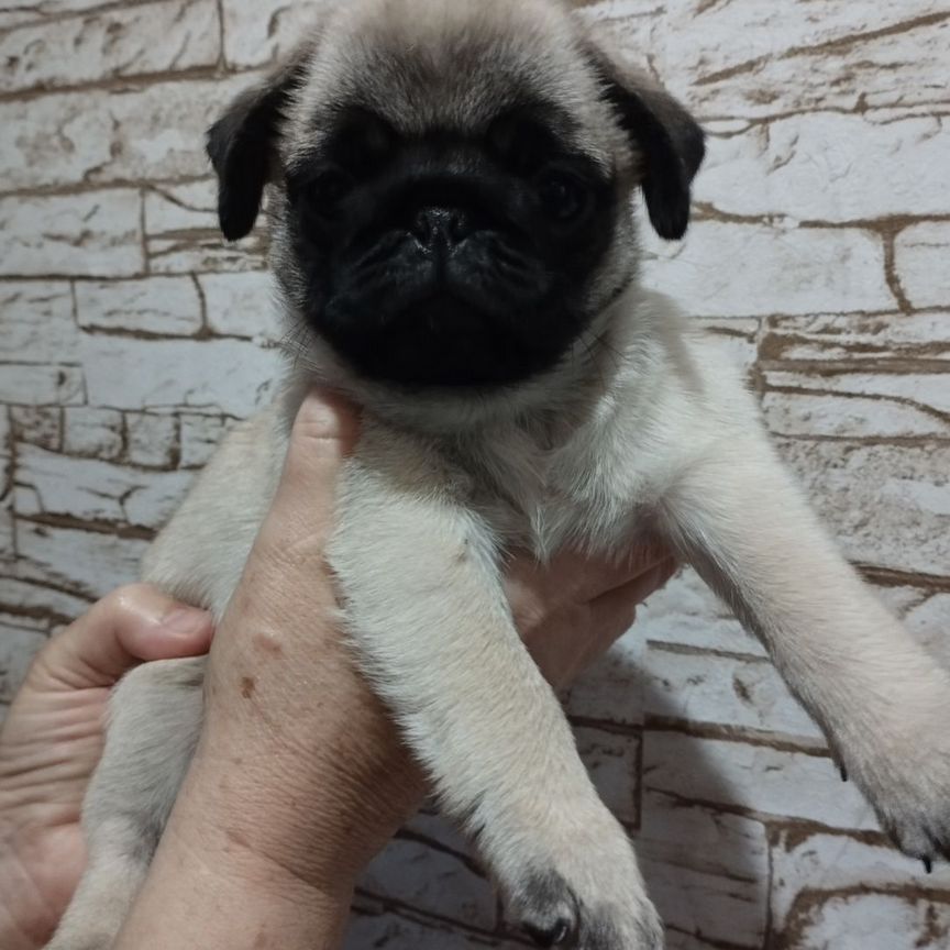 Щенки мопса