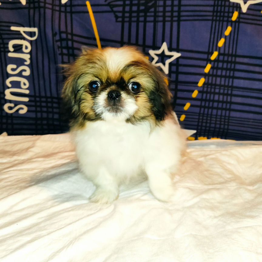 Малыш Пекинес