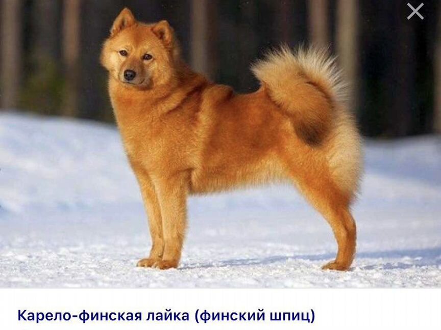 Собаки