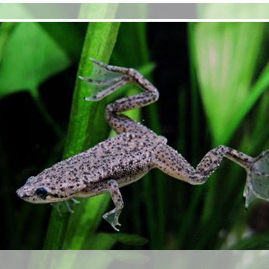 Продам карликовую лягушку