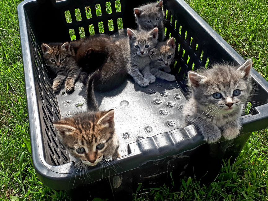 Котята от ловчей кошки