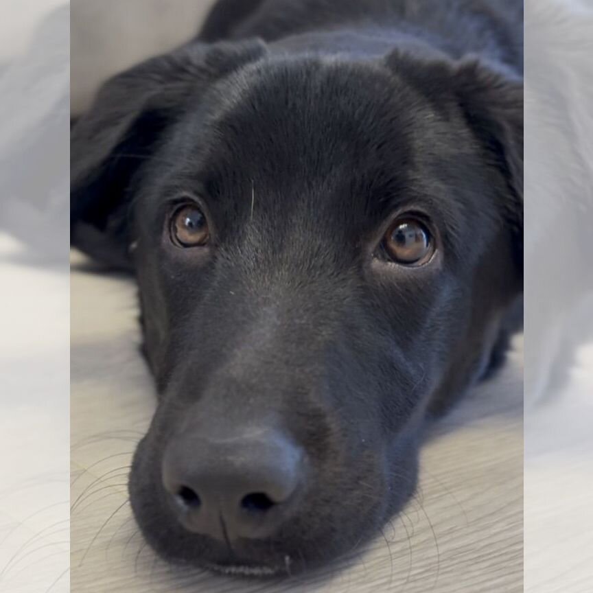 Щенок в добрые руки