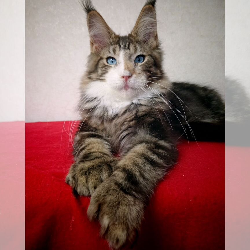 Мейн-кун котёнок